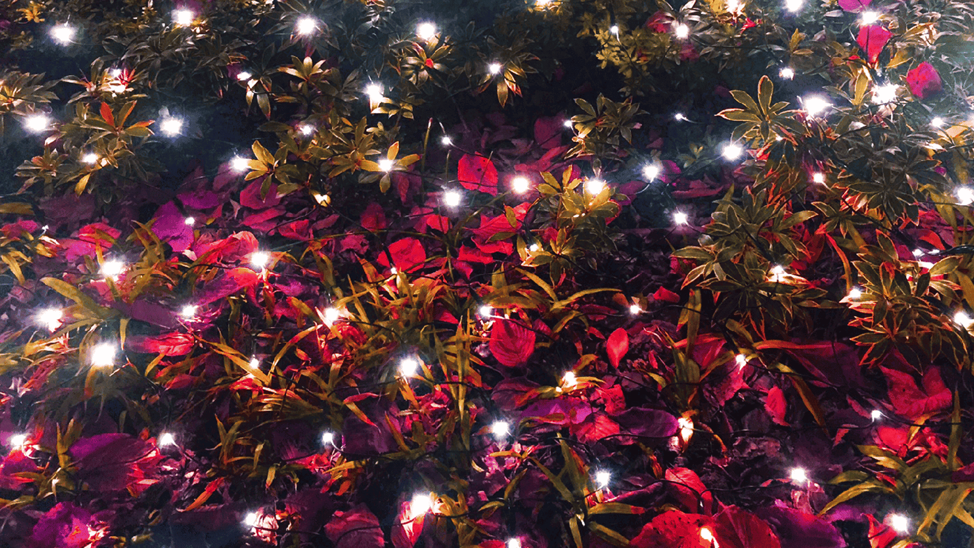 QUINARY 1 - Q REMASTERED・VTuberのQ攻略wiki - atwiki（アットウィキ）